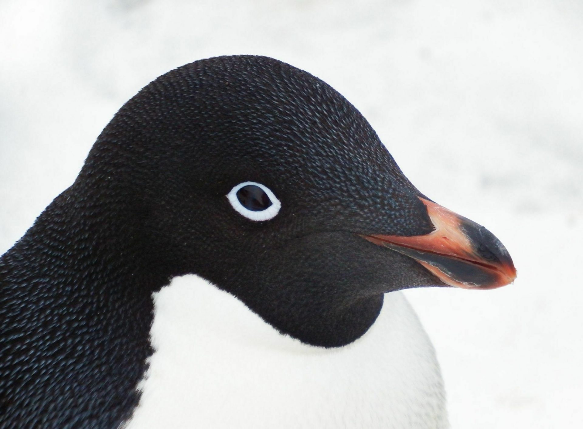 Climate Crisis in Antarctica - Antarctic and Southern Ocean Coalition