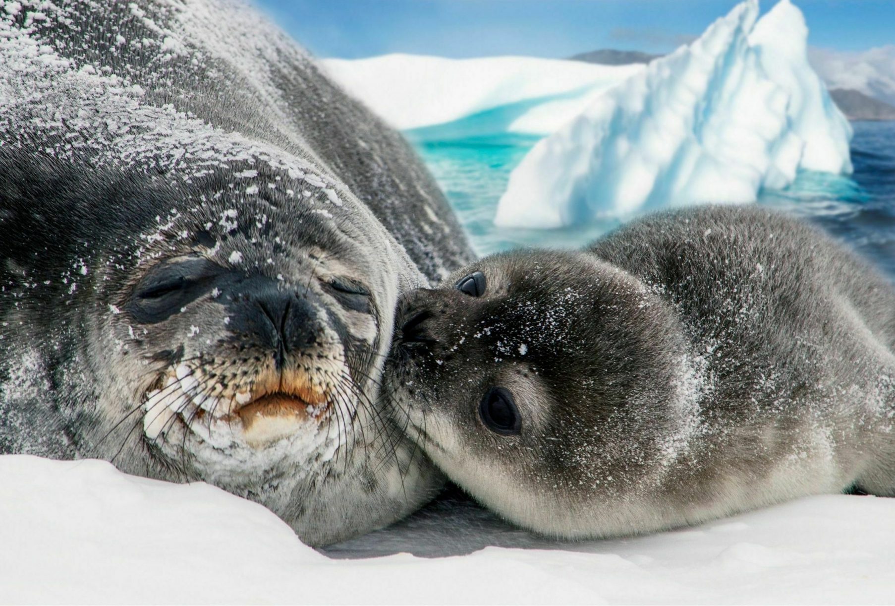 Weddell Seals - Antarctic and Southern Ocean Coalition