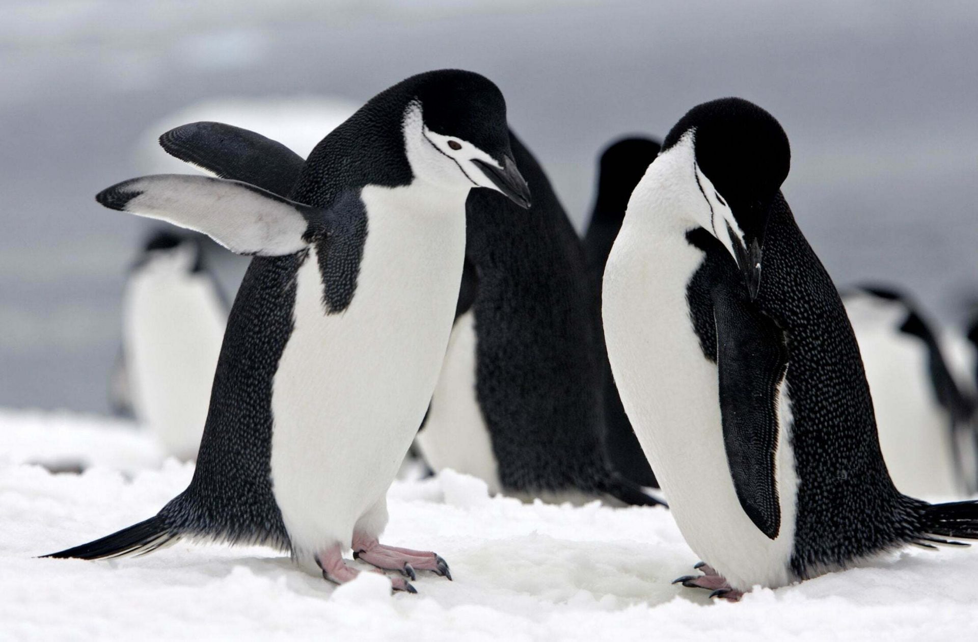 Chinstrap Penguins - Antarctic and Southern Ocean Coalition