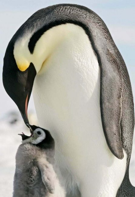 Protecting Emperor Penguins - Antarctic and Southern Ocean Coalition