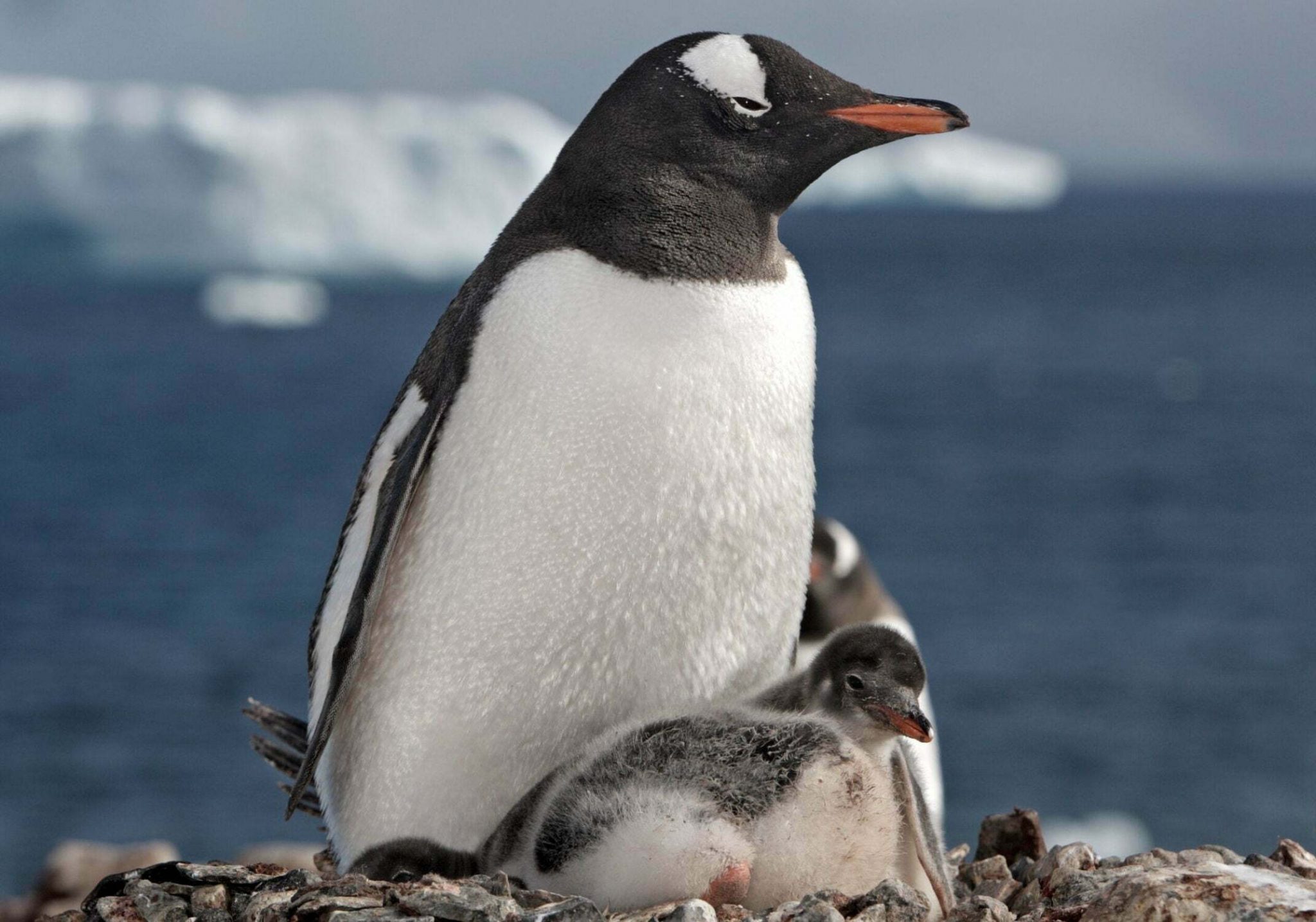 Gentoo Penguins - Antarctic and Southern Ocean Coalition