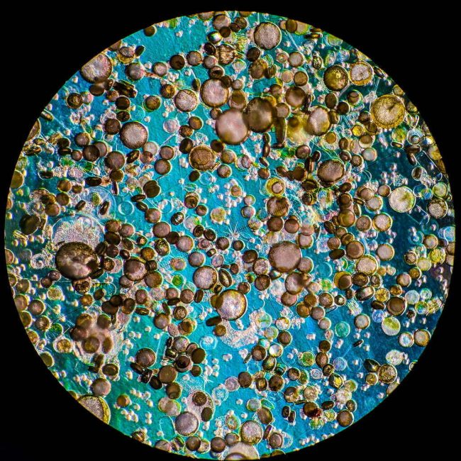 Ocean Acidification - Antarctic and Southern Ocean Coalition