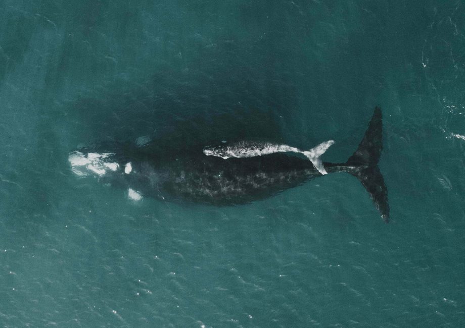 Marine Protected Areas - Antarctic and Southern Ocean Coalition