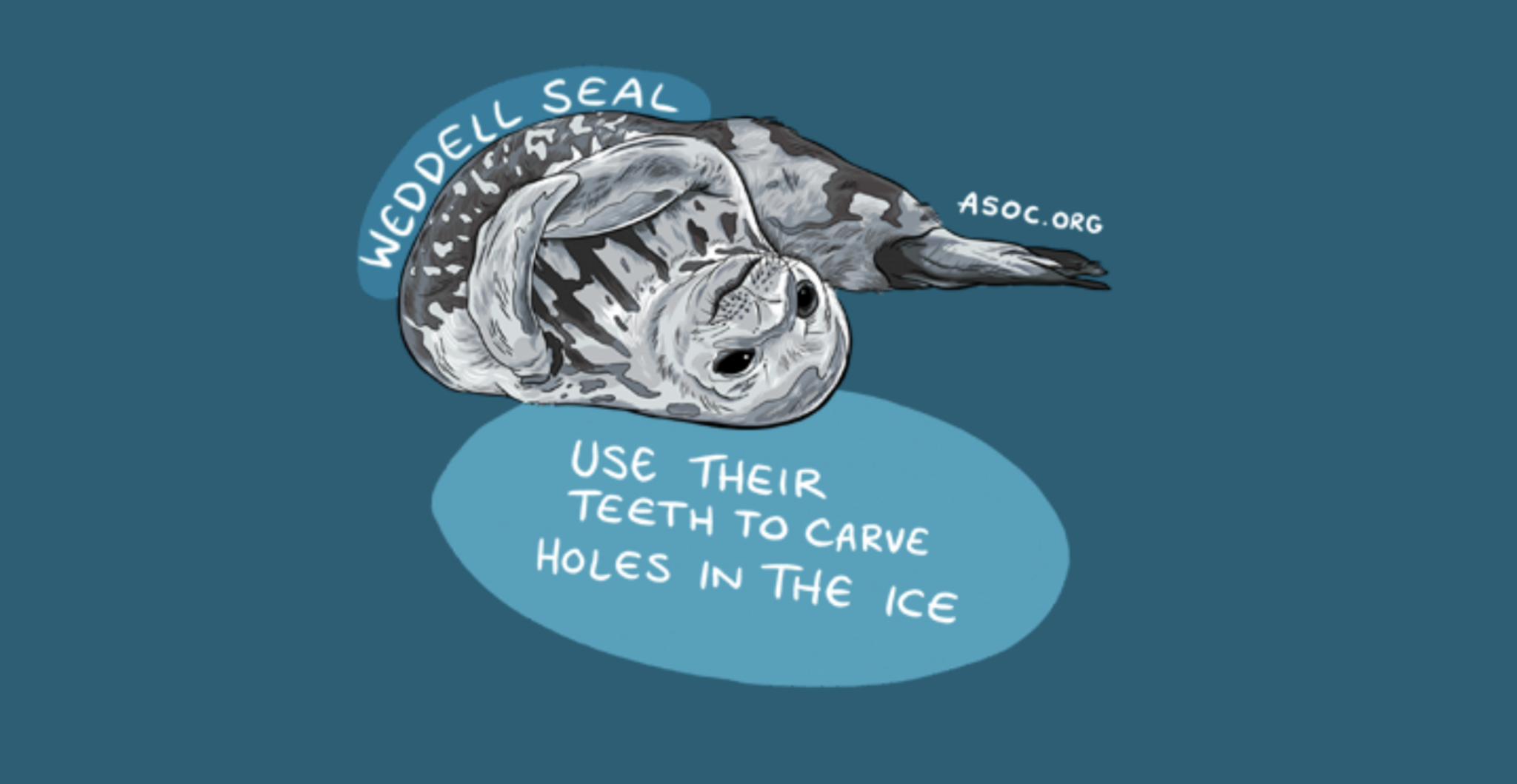 Weddell Seals - Antarctic and Southern Ocean Coalition