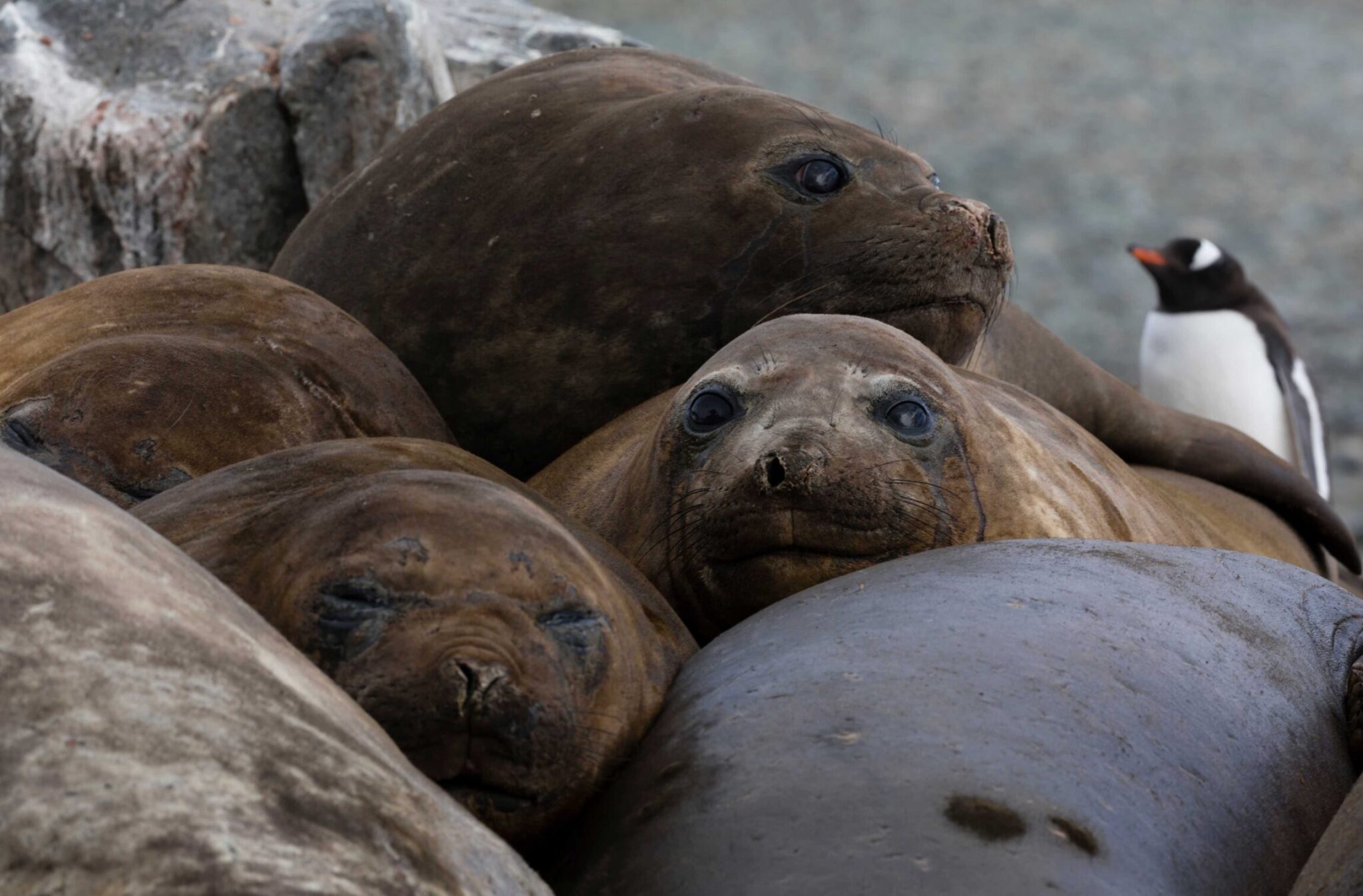 Southern Elephant Seals - Antarctic and Southern Ocean Coalition