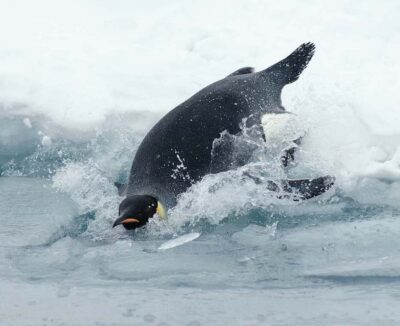 Emperor Penguins - Antarctic and Southern Ocean Coalition