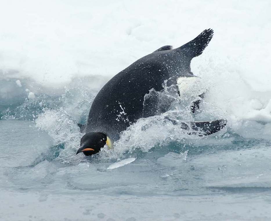 Emperor Penguins - Antarctic and Southern Ocean Coalition