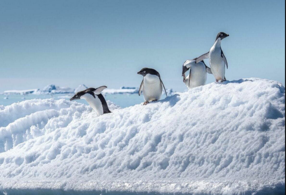 Adelie Penguins - Antarctic and Southern Ocean Coalition