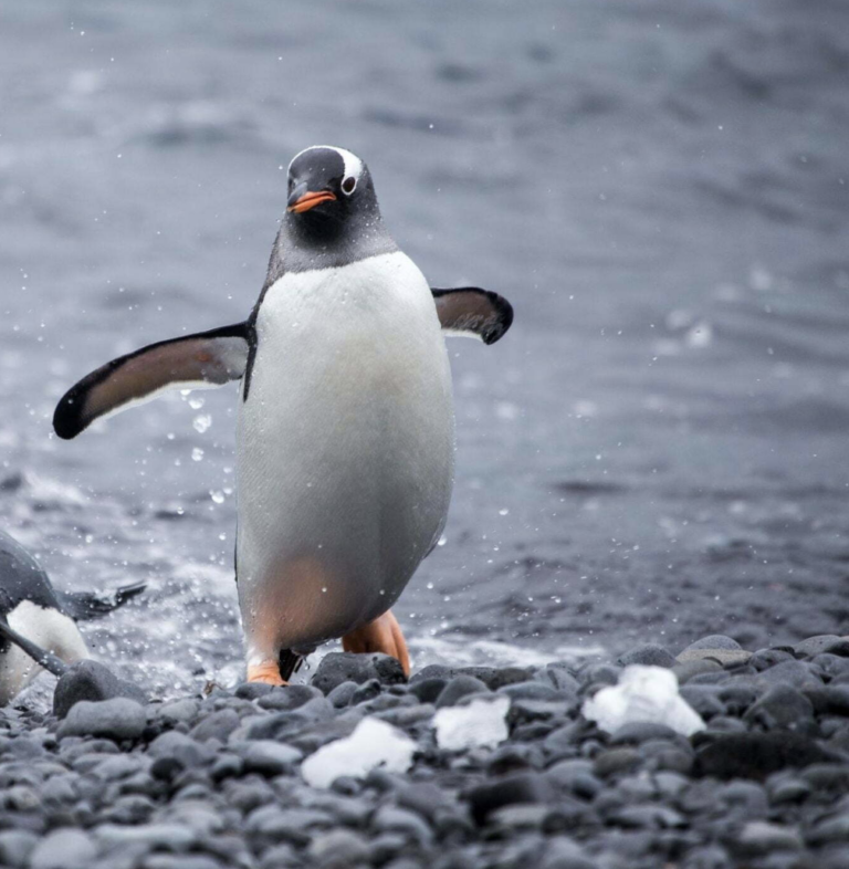 Gentoo Penguins - Antarctic and Southern Ocean Coalition