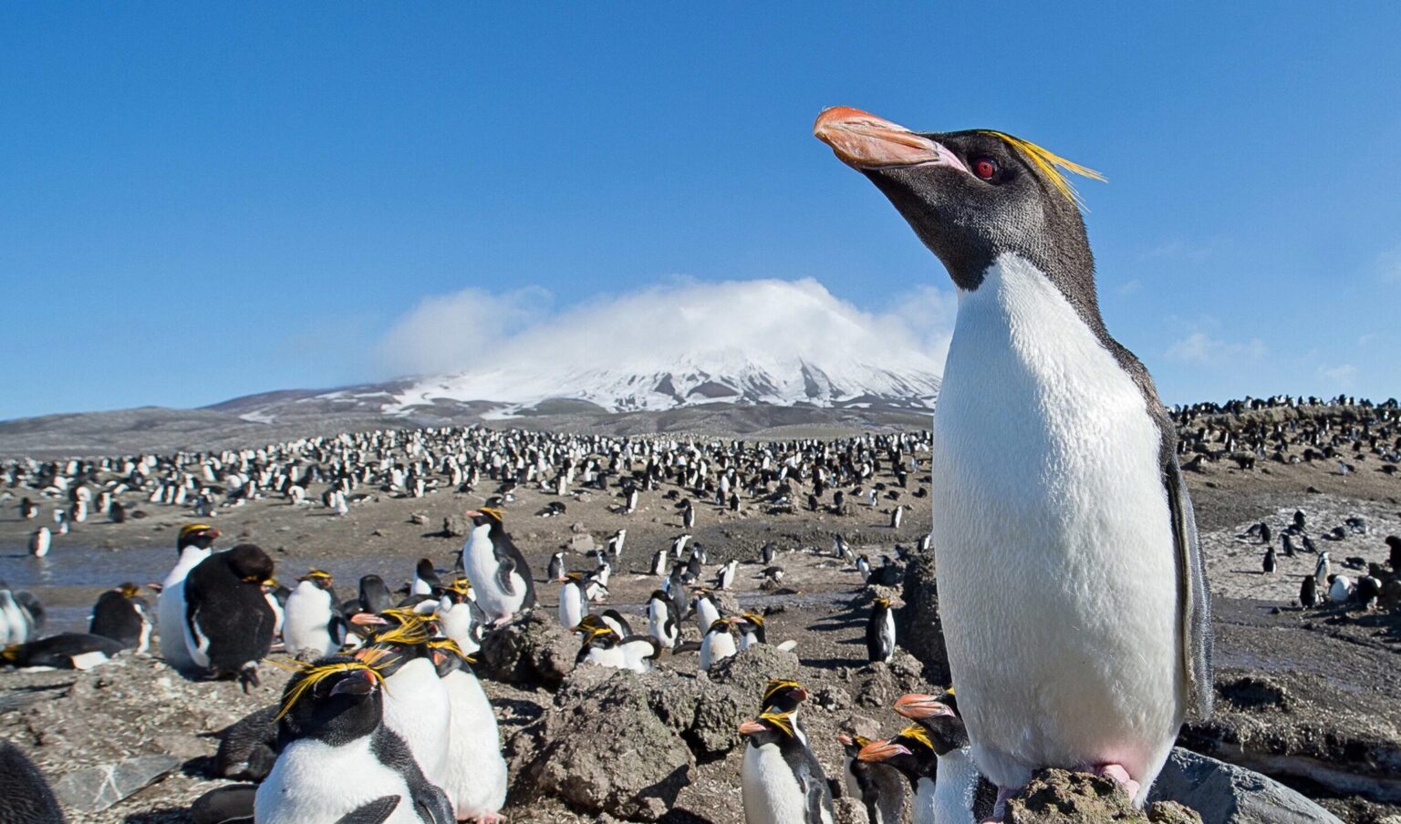 Macaroni Penguins - Antarctic and Southern Ocean Coalition
