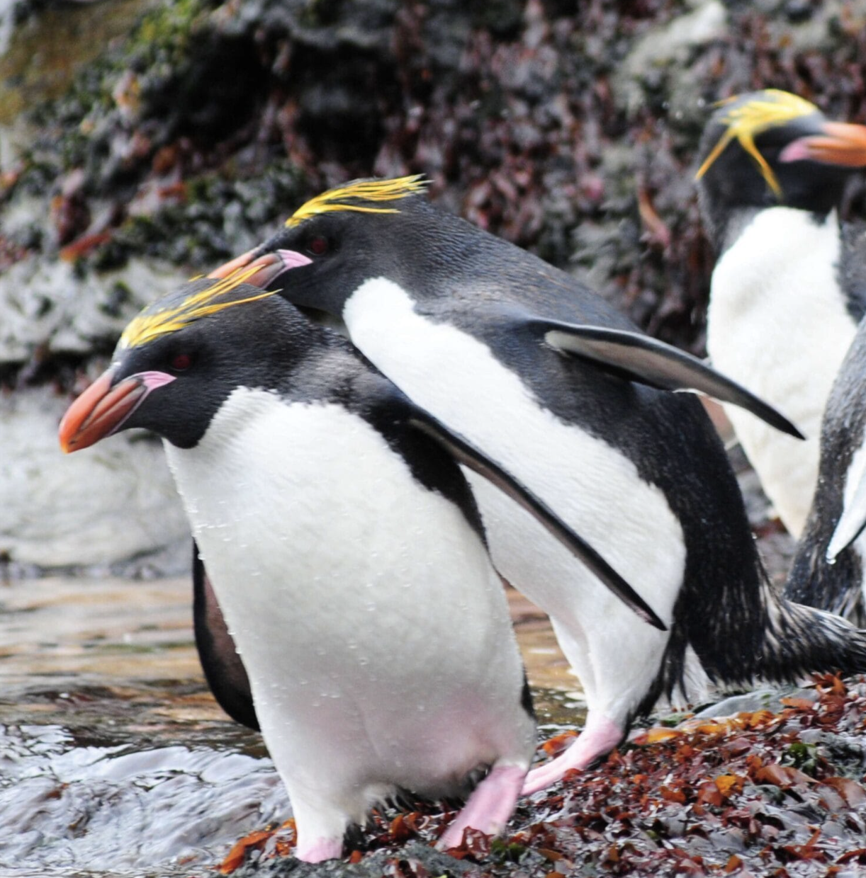 Macaroni Penguins - Antarctic and Southern Ocean Coalition