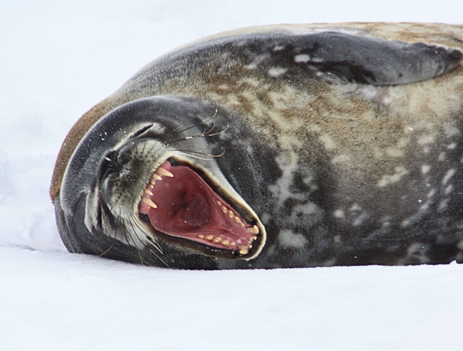 Weddell Seals - Antarctic and Southern Ocean Coalition