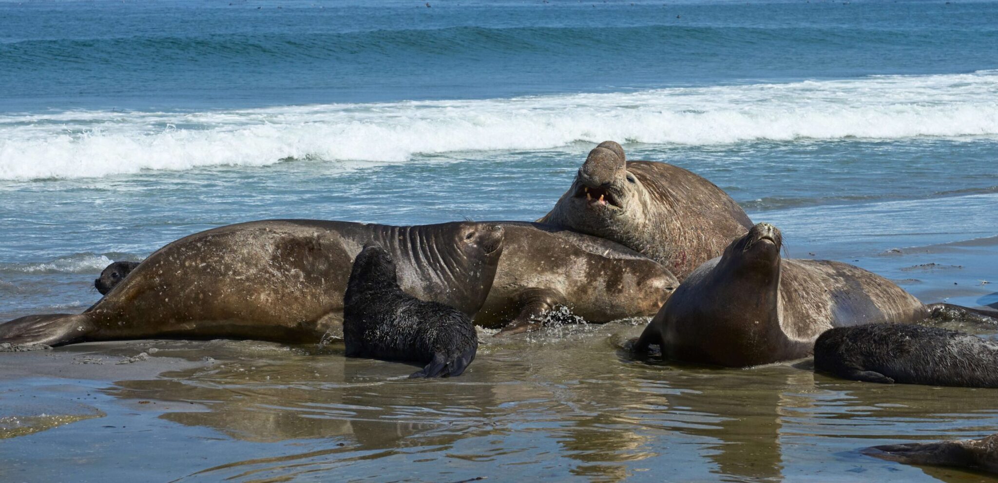 Southern Elephant Seals - Antarctic and Southern Ocean Coalition